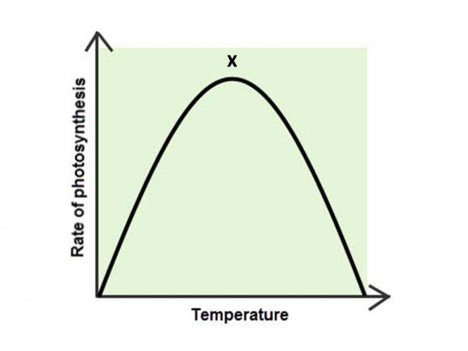 Interpret the Limiting Factors of Photosynthesis Worksheet - EdPlace